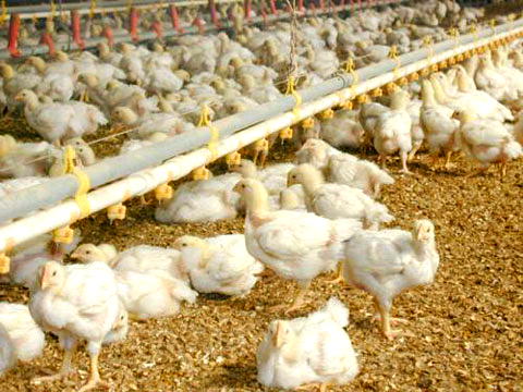 Shonga commercial farms kick start chicken processed production ...