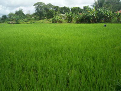 CBN supports cultivation of 2,000 hectares out-grower farms in Borno ...