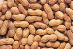 FG to revive groundnut pyramids - Vanguard News