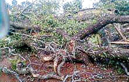 Collapse of an Iroko tree spreads fear in Nsukka town - Vanguard News