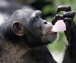 Breakthrough in long-lasting AIDS drugs in monkeys - Vanguard News