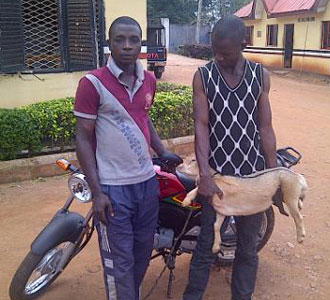 Man, 70, arraigned for stealing goat - Vanguard News