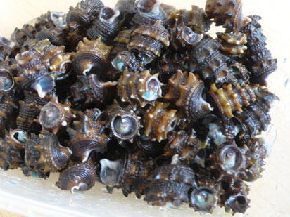 Bizarre: Village where periwinkles are gods