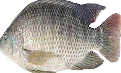 Burn patients: Tilapia skin to the rescue - Vanguard News