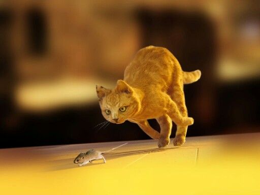 How cats help you in fighting lassa fever – Gombe Health Commissioner ...