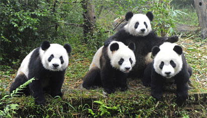 How to make toilet rolls from panda faeces - Vanguard News