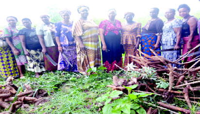 Ewheaye Isoko empowers women with high profile cassava stems - Vanguard ...