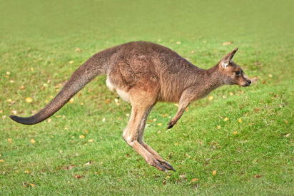 Kangaroo on the loose in Austria - Vanguard News