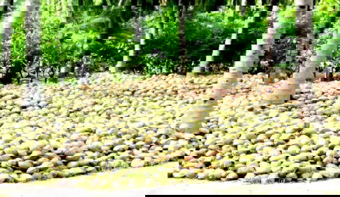 Value Addition for Agricultural Sustainability: The Lagos Coconut ...