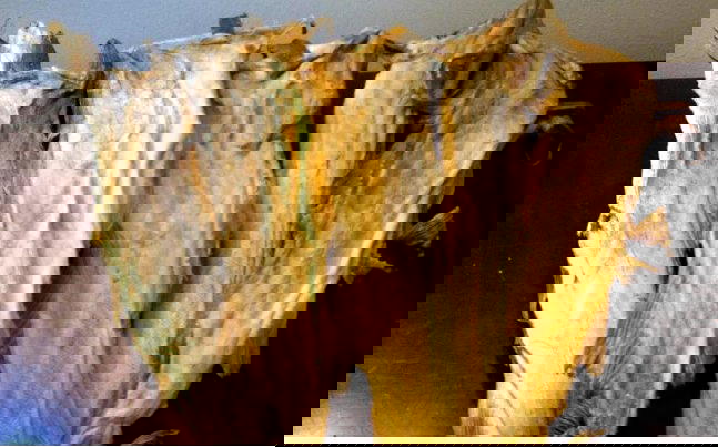 Importers, experts advocate reduction on duty rate for stock fish ...