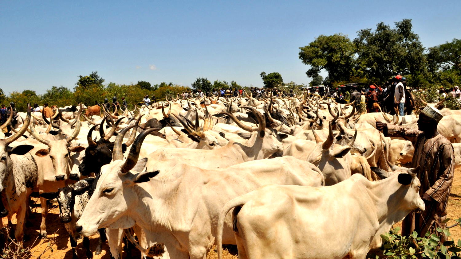 Famine looms in Abia Community over destruction of farm crops by cows ...
