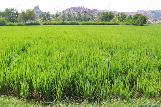 New drought-tolerant rice cultivars promise hope for food security ...