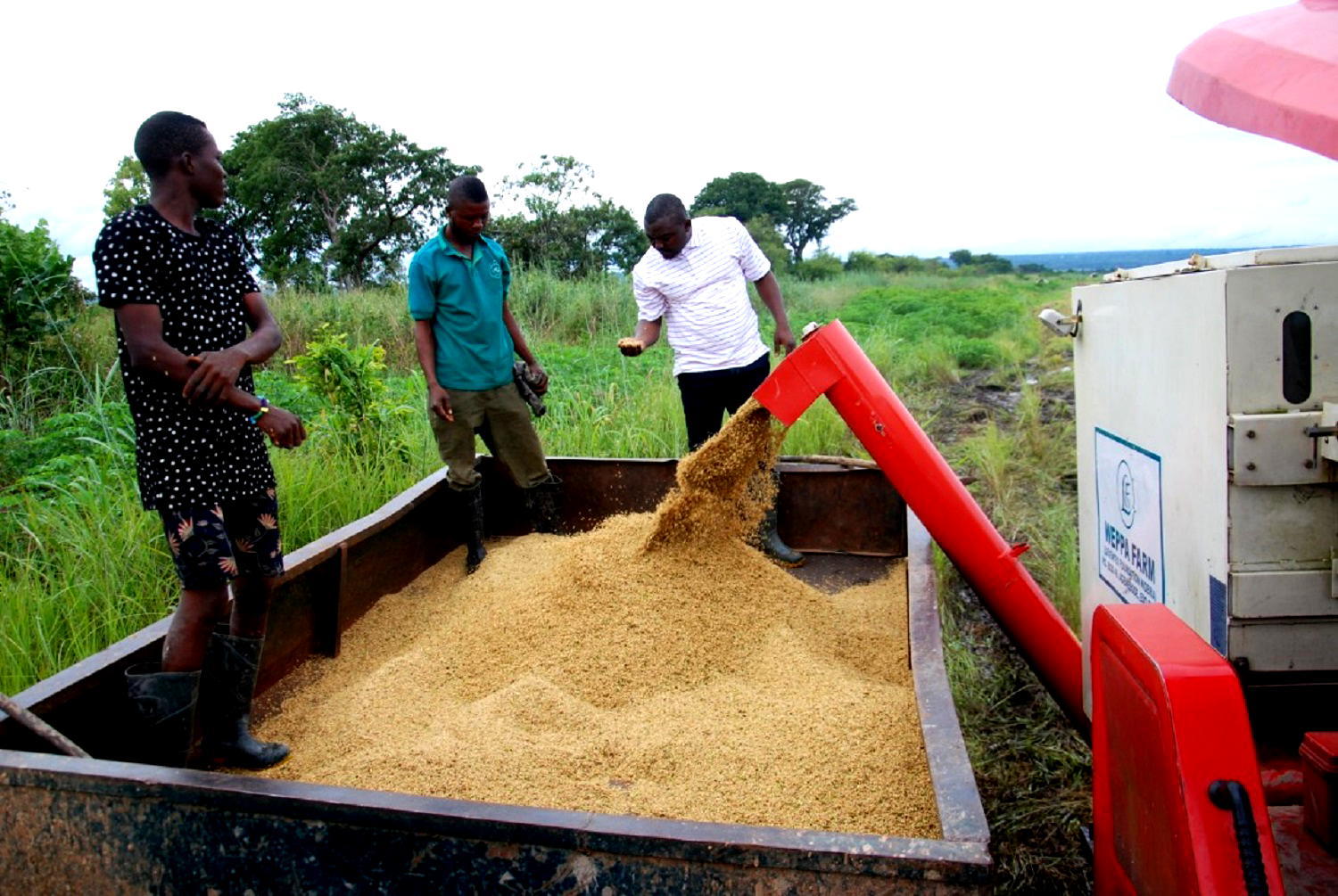 Farmers commence harvest at Agenebode rice farm