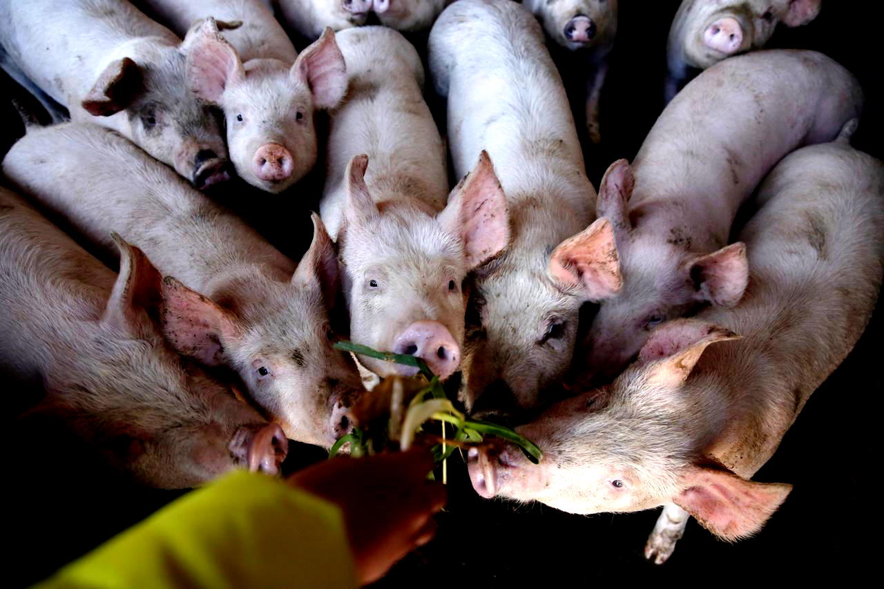 China imports 900 Danish breeding pigs after African swine fever
