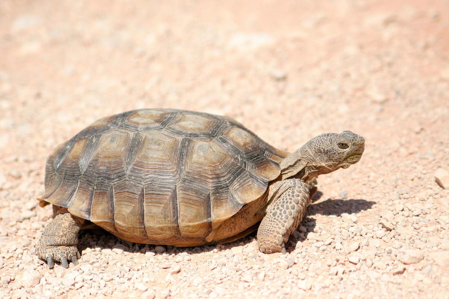 How 344-year oldest tortoise died in Africa - Vanguard News tortoise