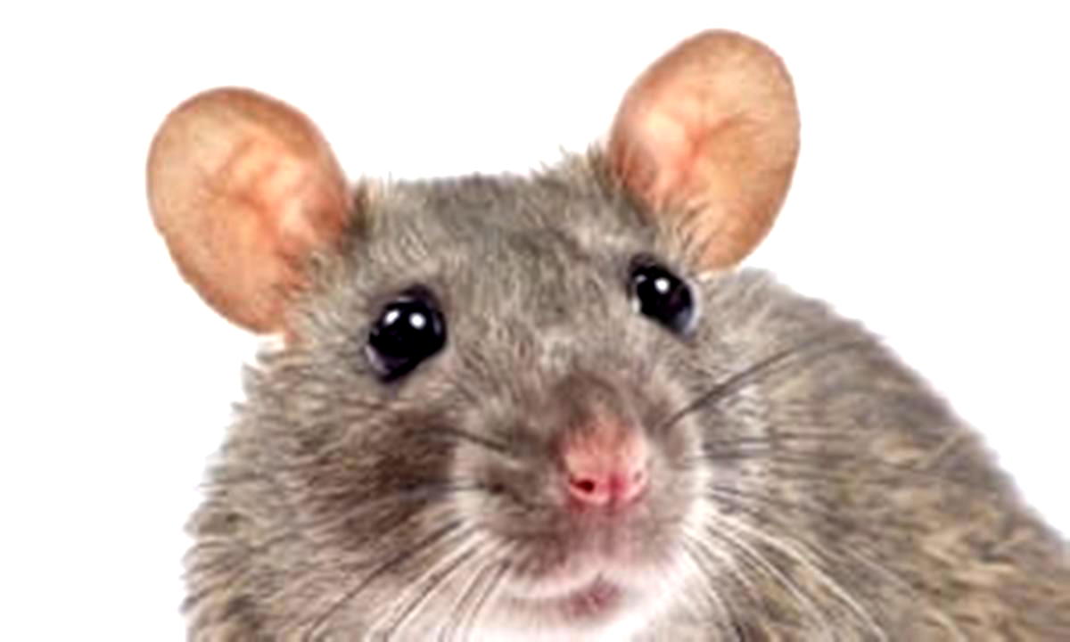 Rat delays flight for 12 hours in India - Vanguard News
