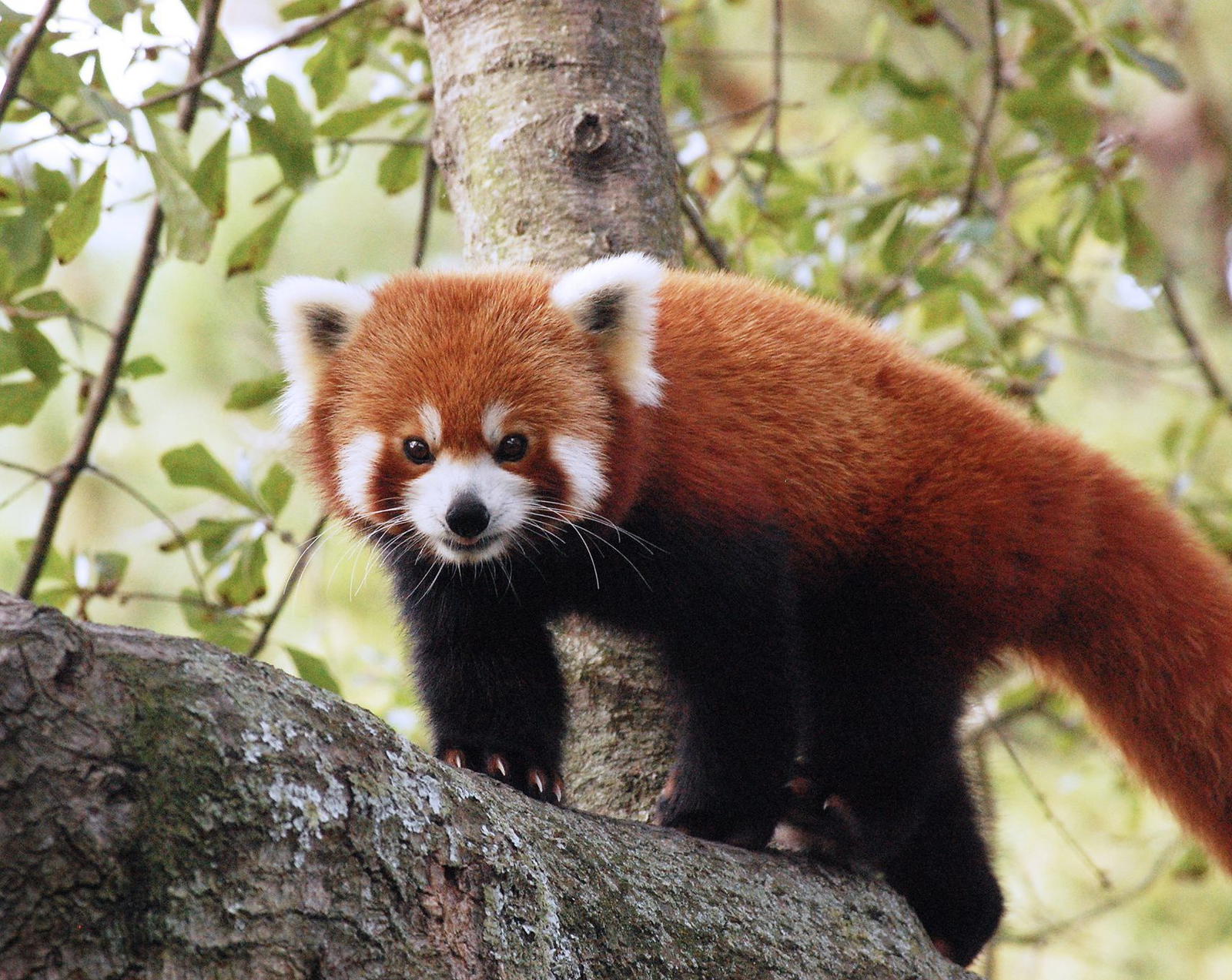 French zoo seeks red panda after breakout - Vanguard News
