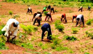 Food blockage: Monarchs urge Igbo to go into farming - Vanguard News