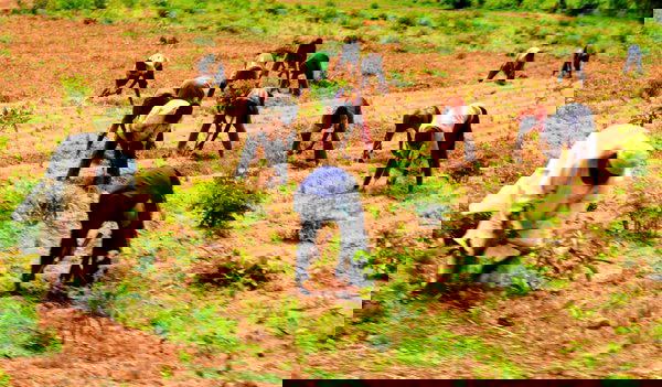 AFAN, Institute partner on new farming methods, soil analysis