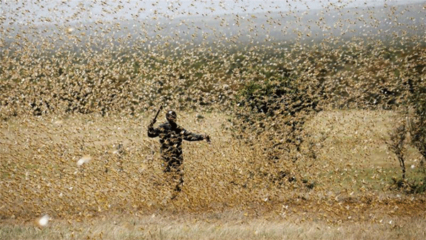 Locust Swarm Gif