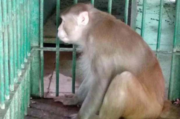 Intoxicated monkey gets life imprisonment for attacking 250 humans