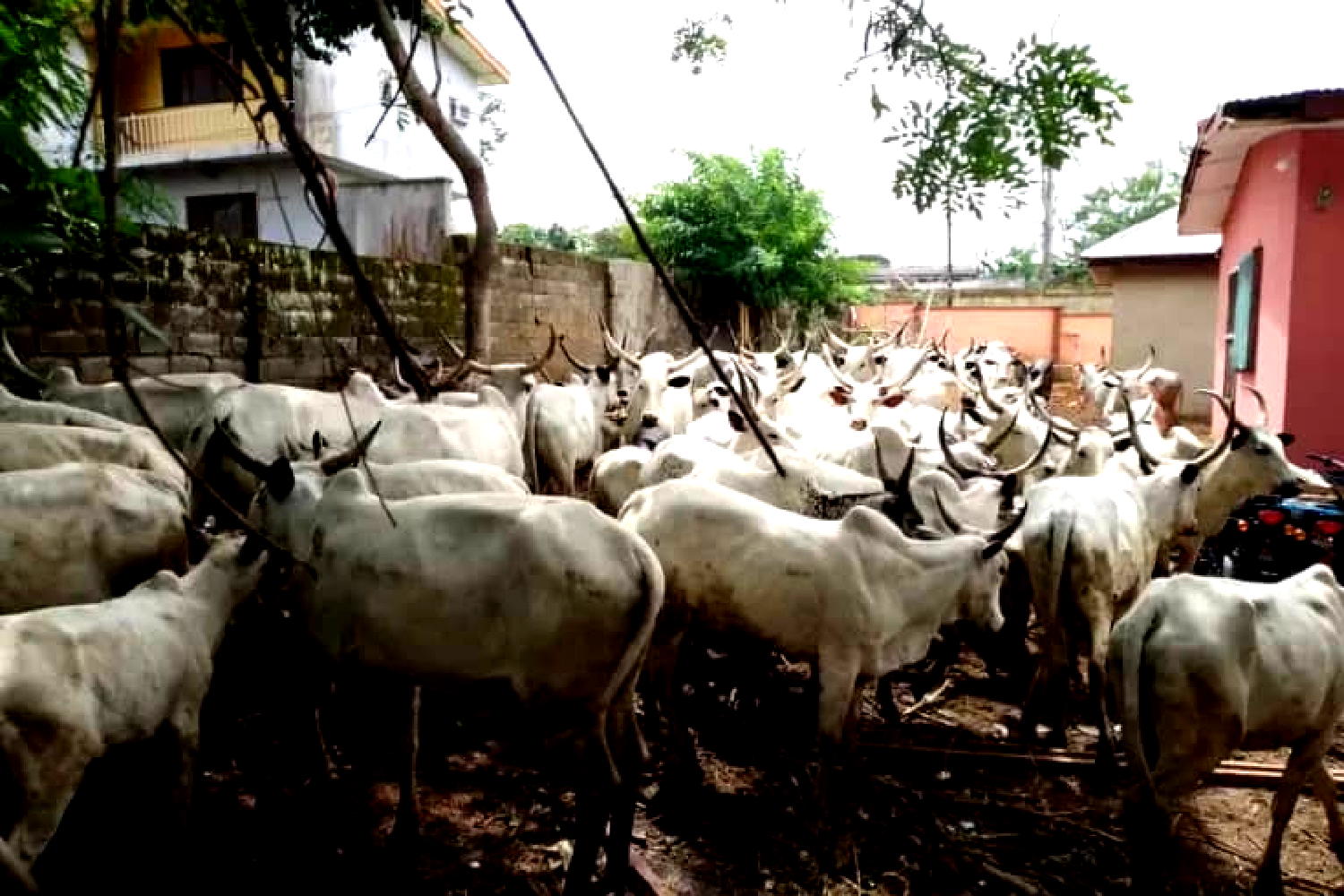 Keeping cattle in the North for peace - Vanguard News