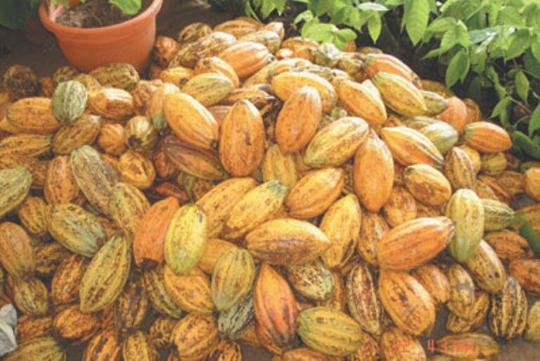 Cocoa farmers move against price volatility, to engender growth…plans ...