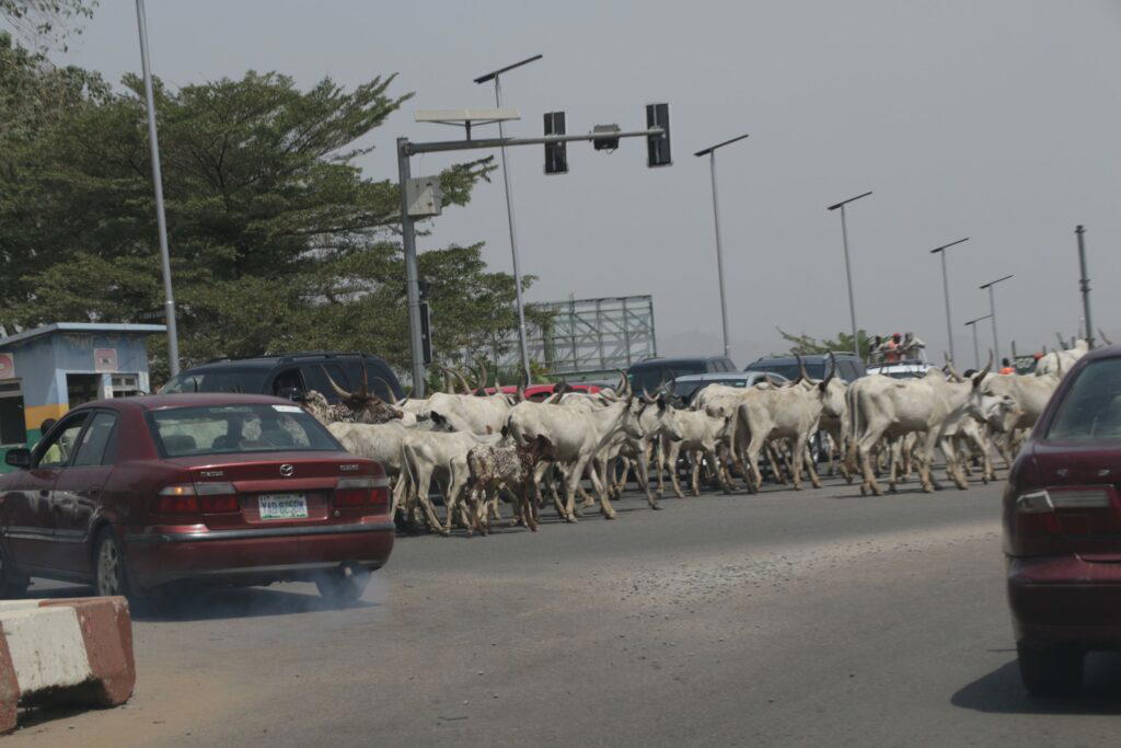 Federal Capital Cows: Cattle, motorists finding space on Abuja road