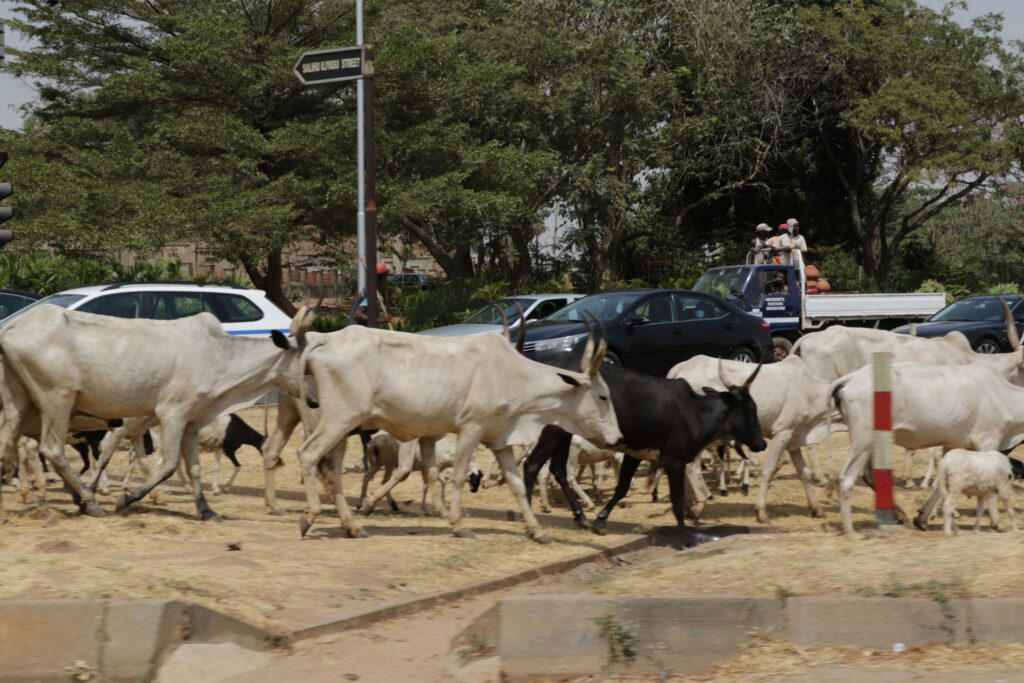 Federal Capital Cows: Cattle, motorists finding space on Abuja road