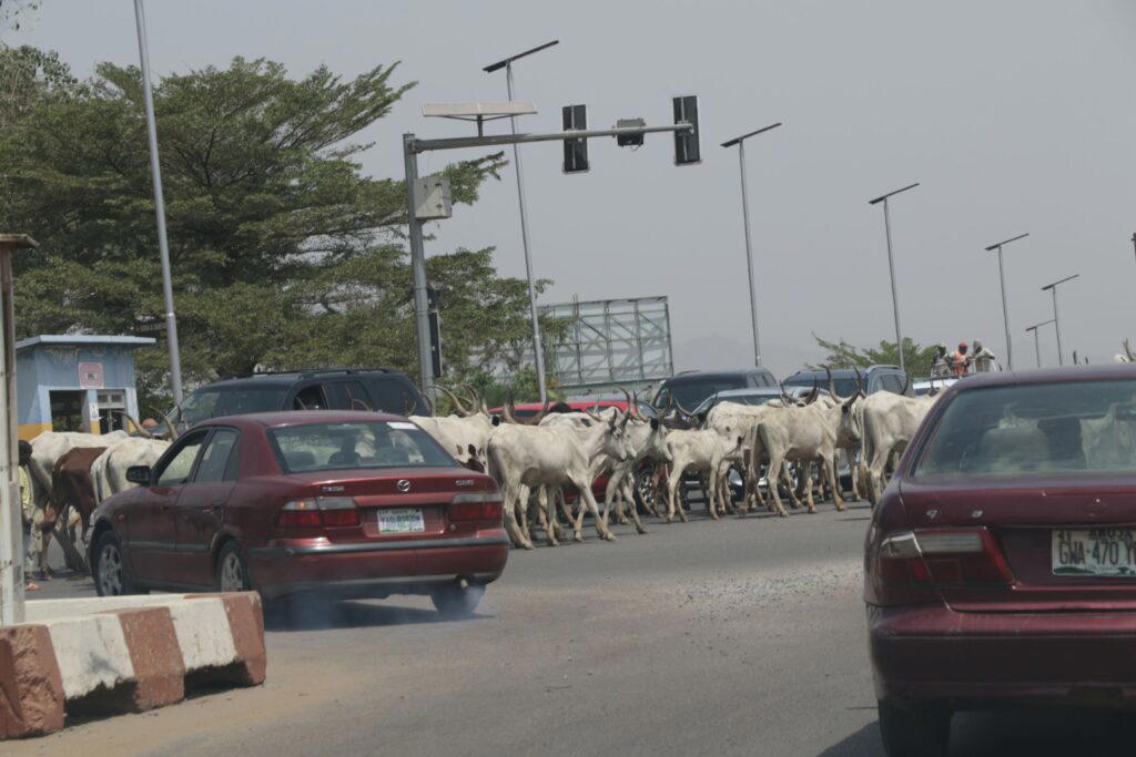 Federal Capital Cows: Cattle, motorists finding space on Abuja road