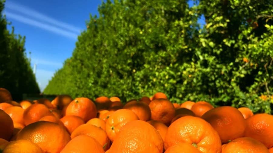 Zimbabwe to export citrus fruits to China - Vanguard News