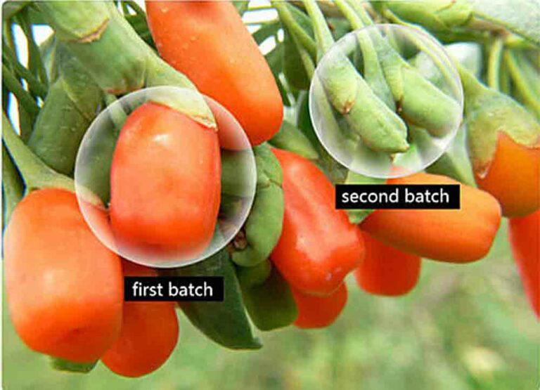 Doctors Want it Kept secret… But Here’s a Natural Eye Tea That Restores ...