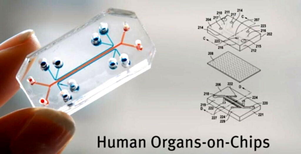Israeli researchers develop kidney-on-chip platform to test drugs