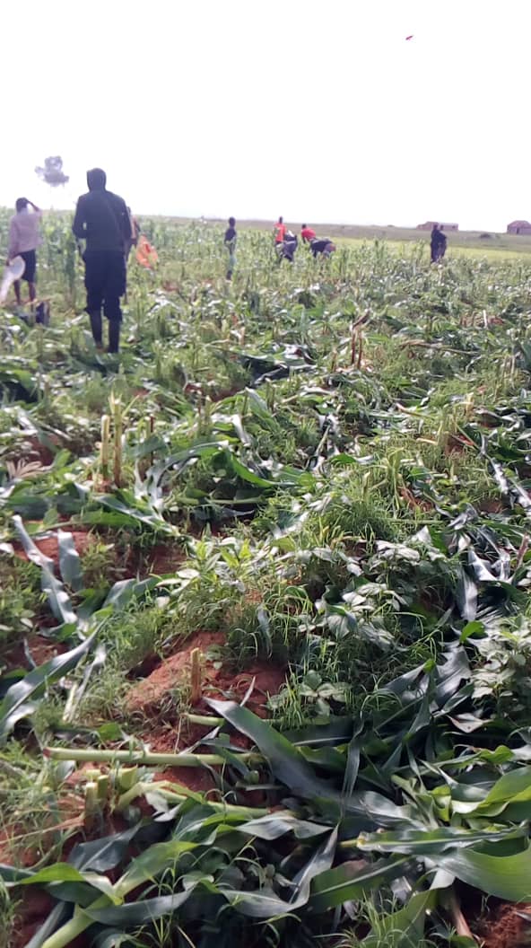 Crops on cultivated farmlands mowed down in Plateau community
