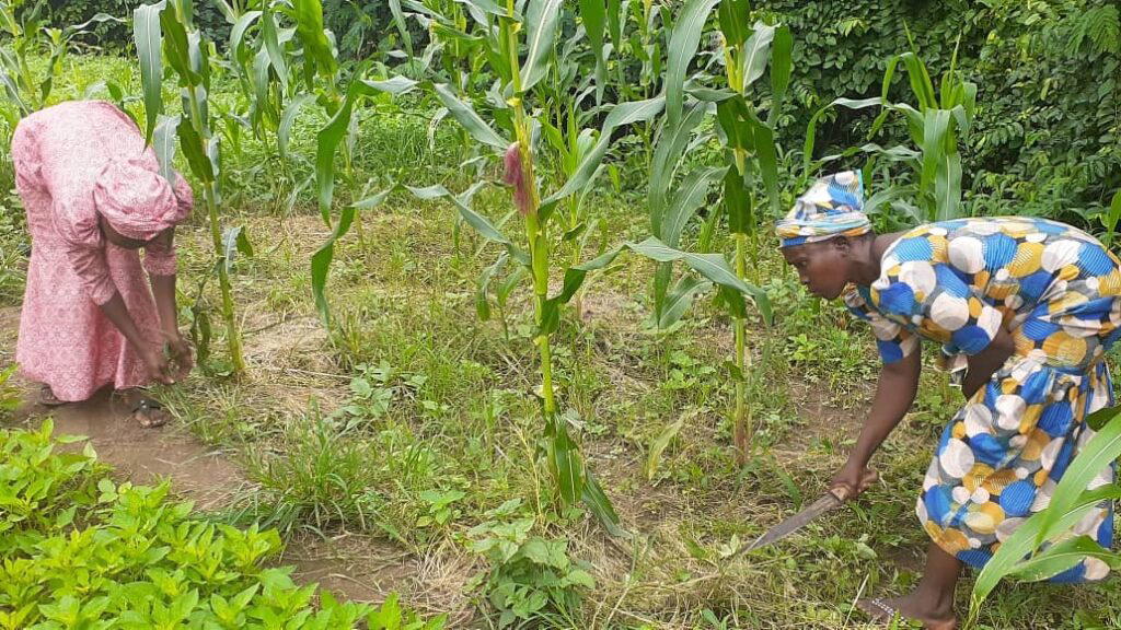 Low rainfall compels Gombe farmers to relocate to Taraba - Vanguard News