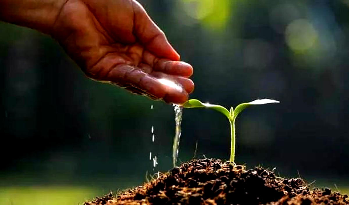 Afforestation: NCF plants 2m tree seedlings nationwide - Vanguard News