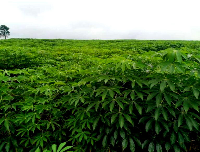 Expert wants groundnut pyramids in factories - Vanguard News