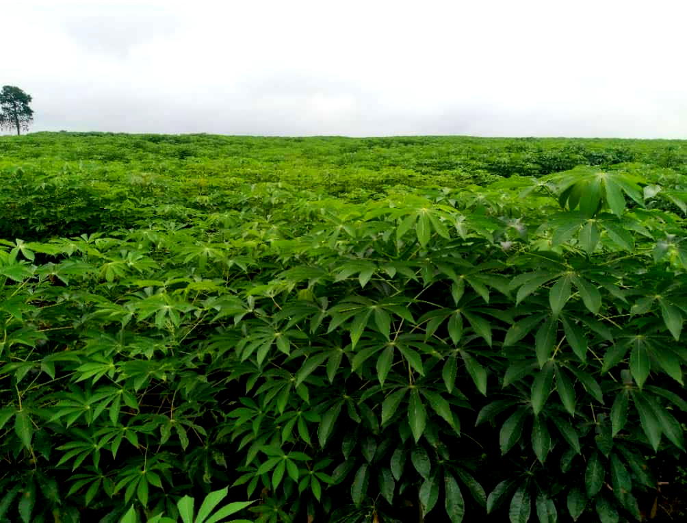 Expert wants groundnut pyramids in factories - Vanguard News