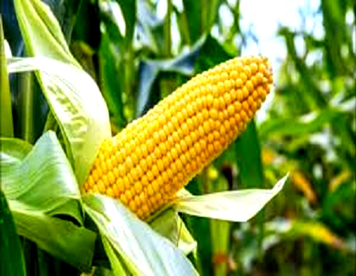 Maize farmers to showcase 2nd maize pyramids in celebration of 30th ...