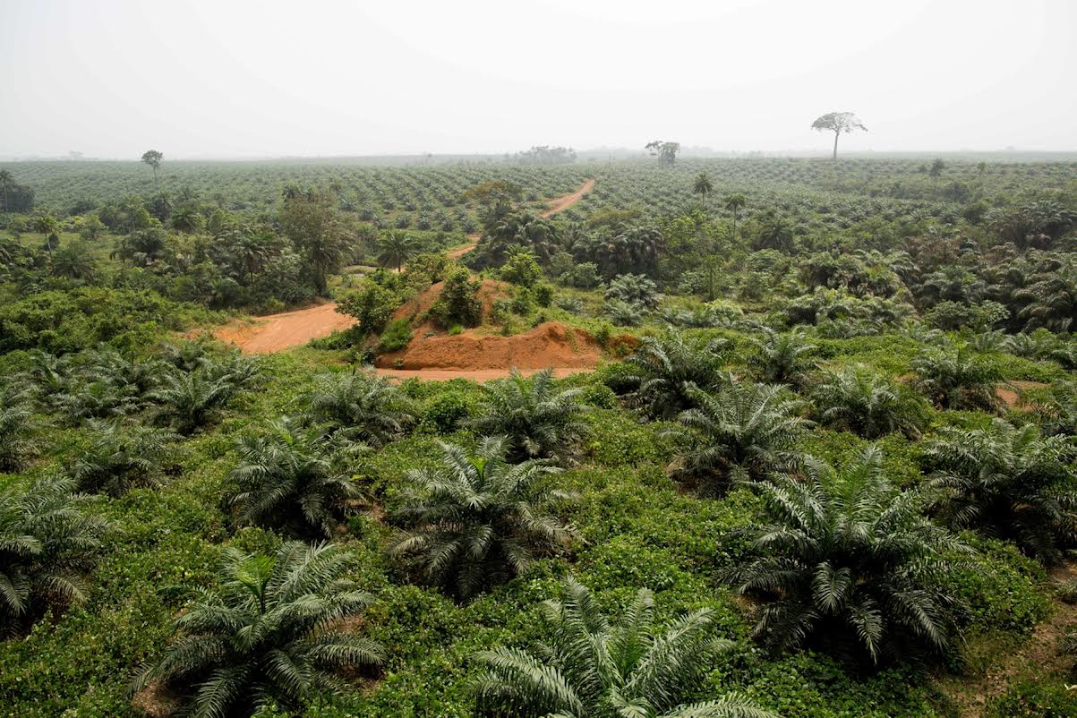 Afforestation: FG forests over 6 million hectares of land through green ...