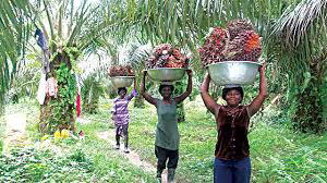 Oil palm farmers set to plant over 37.5m oil palm trees in 27 States ...
