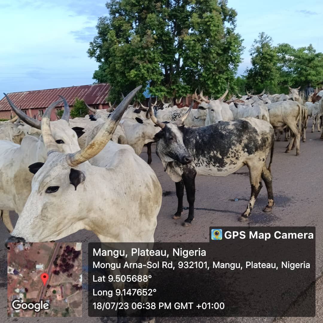 Plateau: Troops seize 1,000 cows grazing communities' farmlands ...