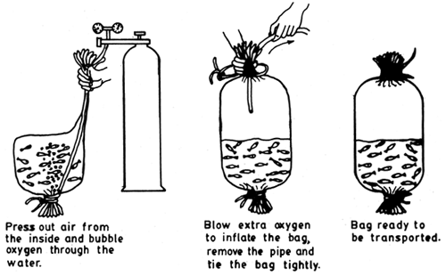 CAN FISH SUFFER OR FEEL PAIN? - Vanguard News