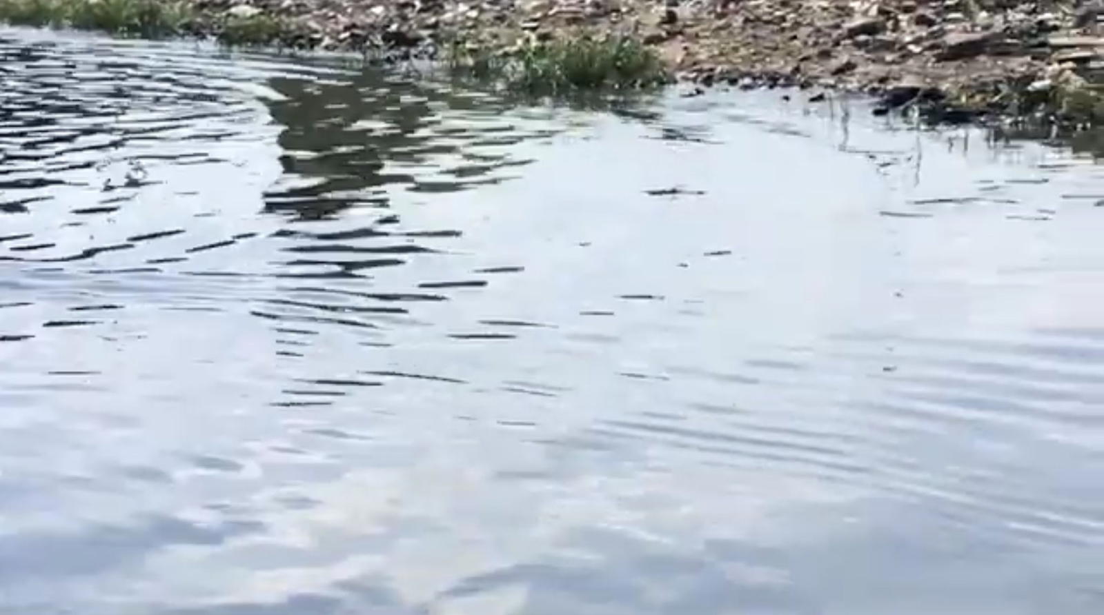 People Talk: 'There's always water', residents bemoan perennial Dolphin ...