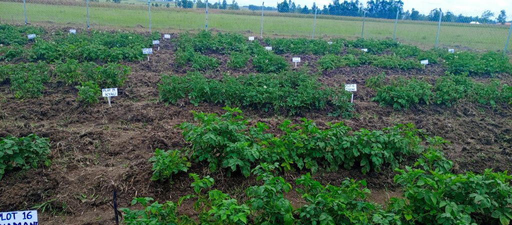 Lagos flags off project in Ikorodu to boost farmer's productivity ...