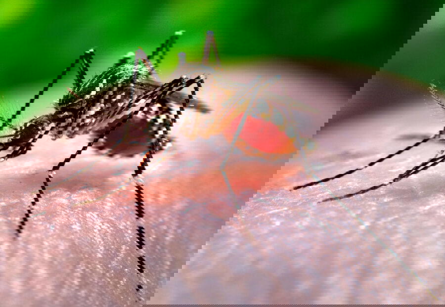 Resistant ‘Steve’ mosquitoes threaten malaria control in Africa — WHO ...