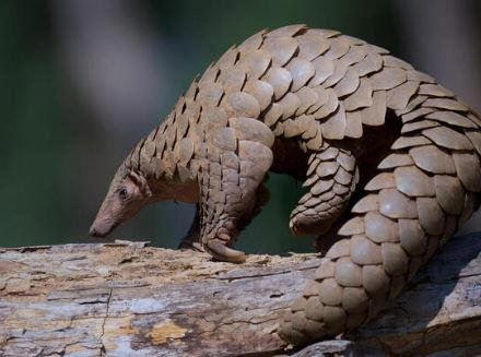 Nigerian icons protect Pangolins by reducing demand for illegal bushmeat