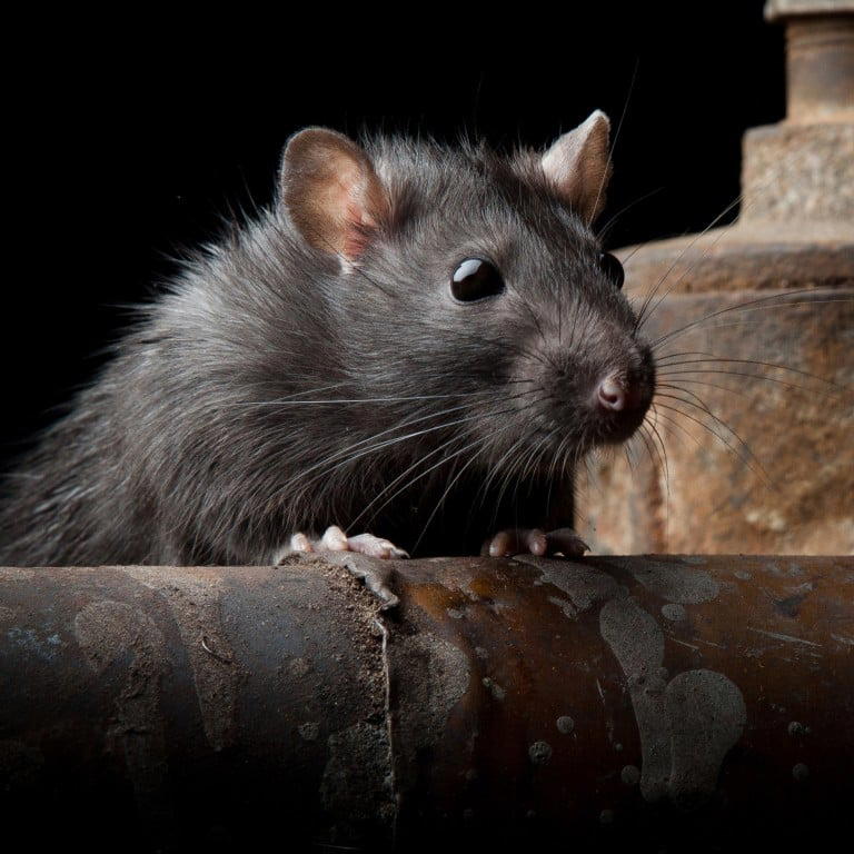 Rat grounds national airline for 3 days, sparks concerns - Vanguard News