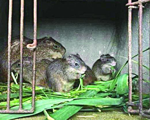 How quality grasscutter breeding stock guarantees profitability ...