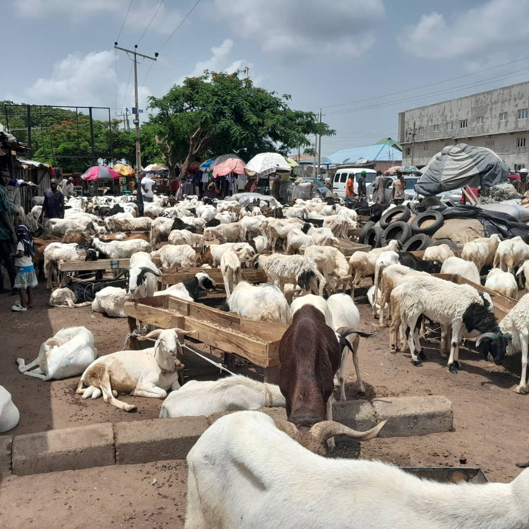 Sallah: Ram sellers in Ilorin attribute high costs to subsidy removal ...